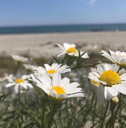 Compare to aroma BEACH DAISIES by Peak Candle ® F30824